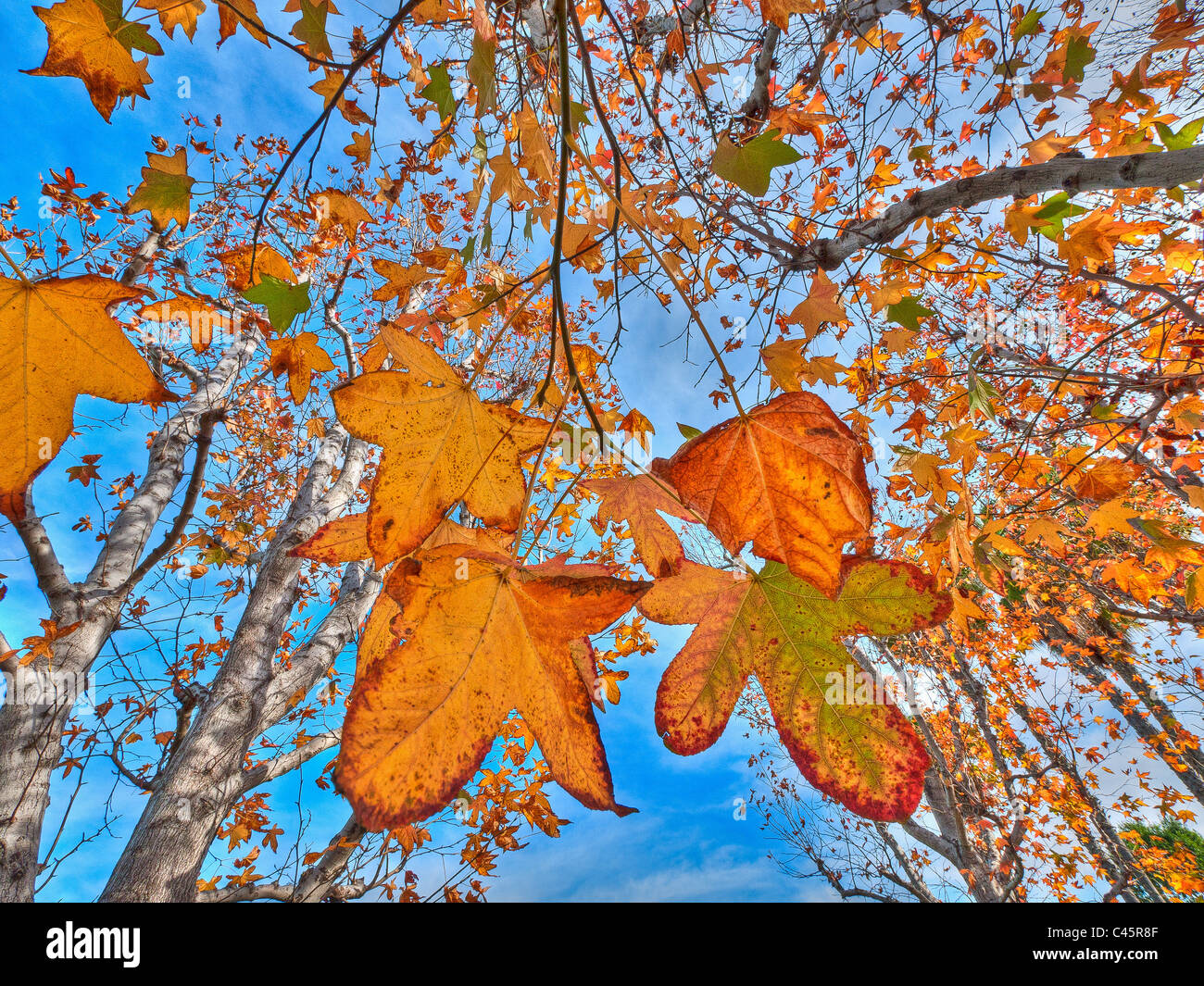 Brilliant fall sky hi-res stock photography and images - Alamy