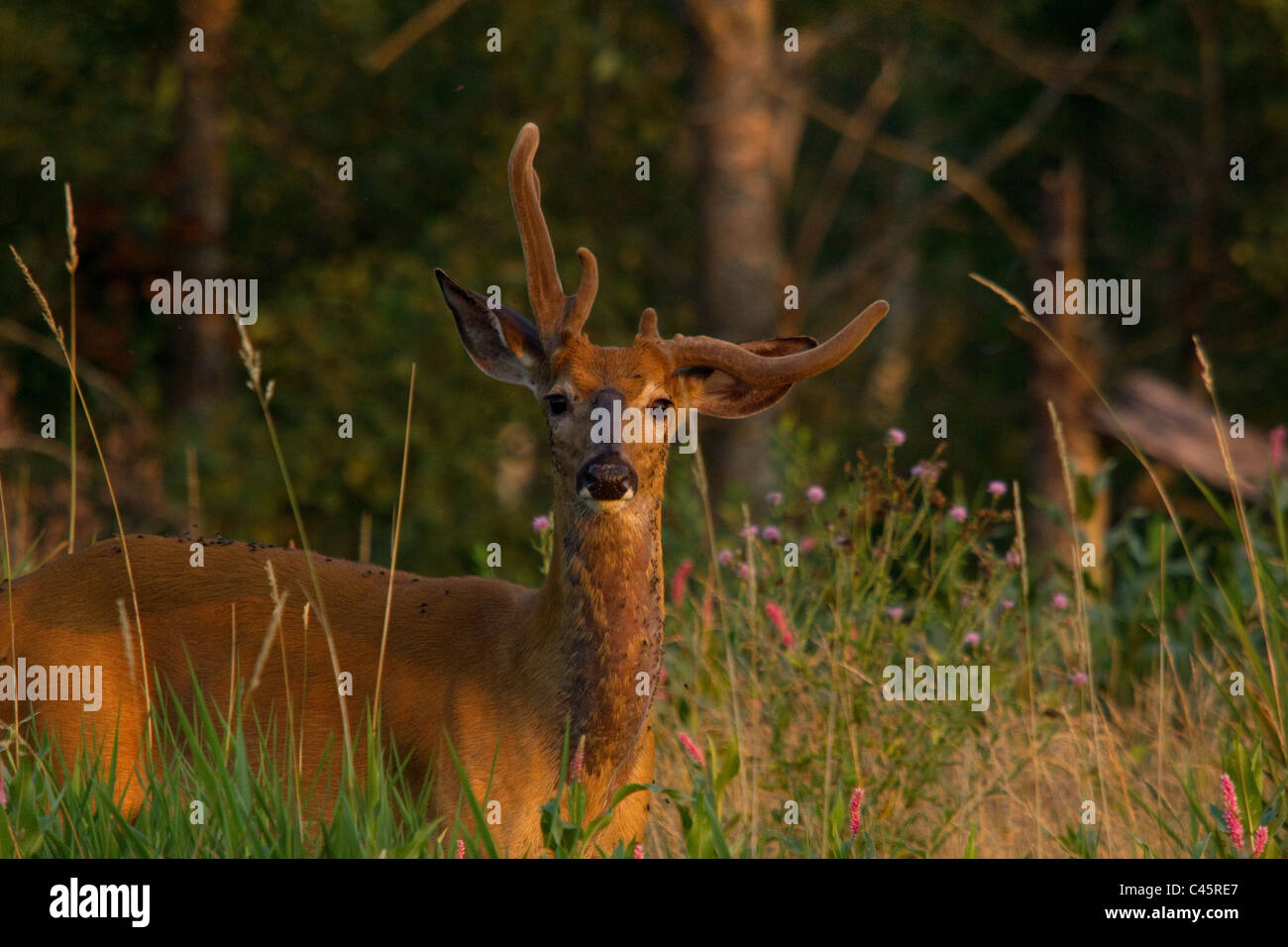 Deformed animal hi-res stock photography and images - Alamy