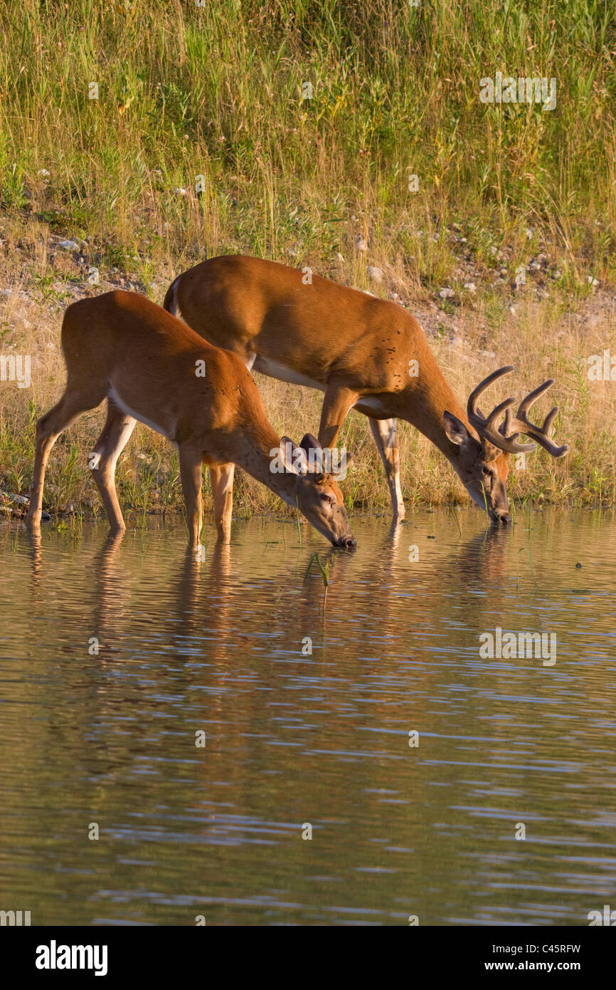 Thirsty deer drinking hi-res stock photography and images - Alamy
