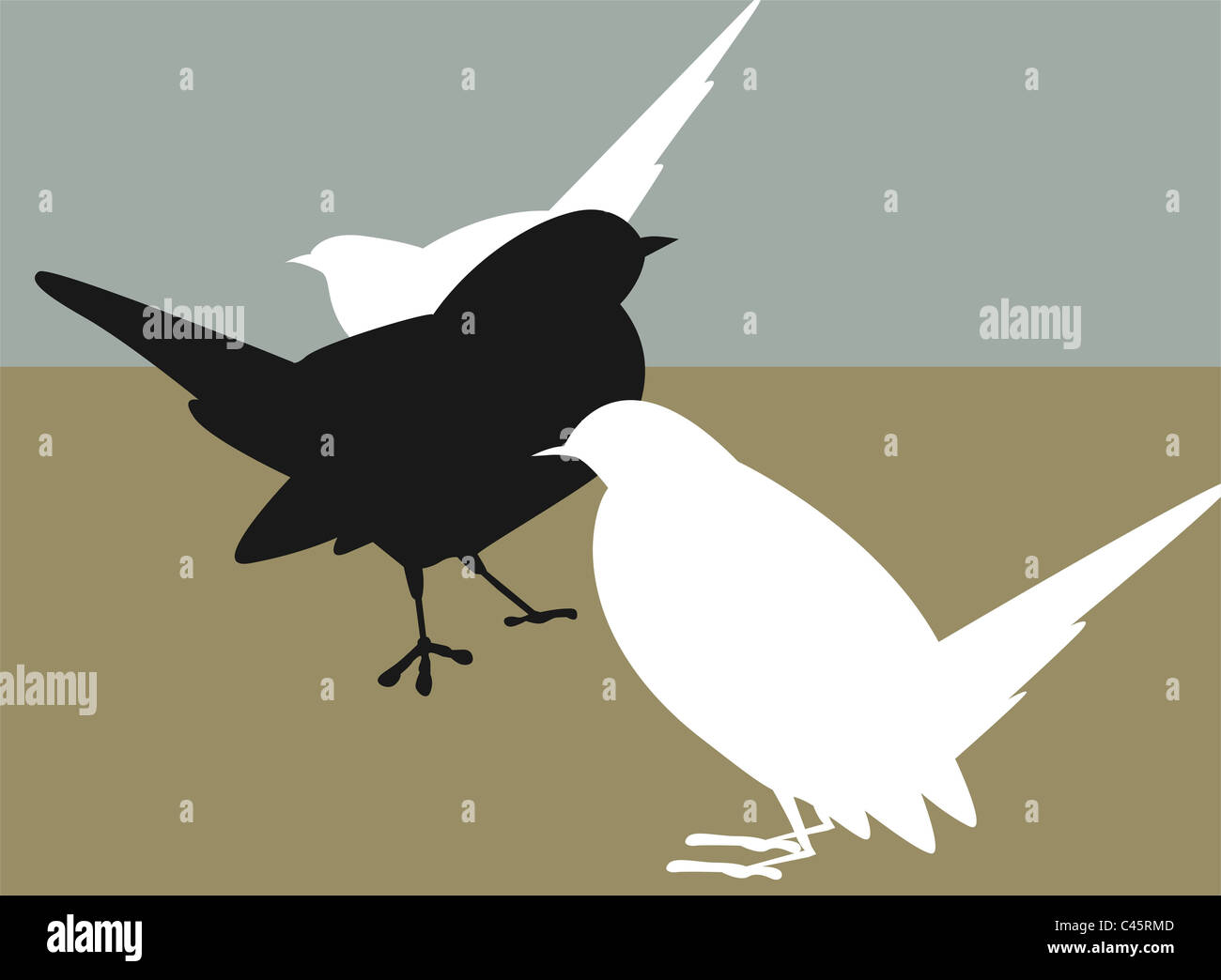 crow sitting on a ground Stock Photo - Alamy