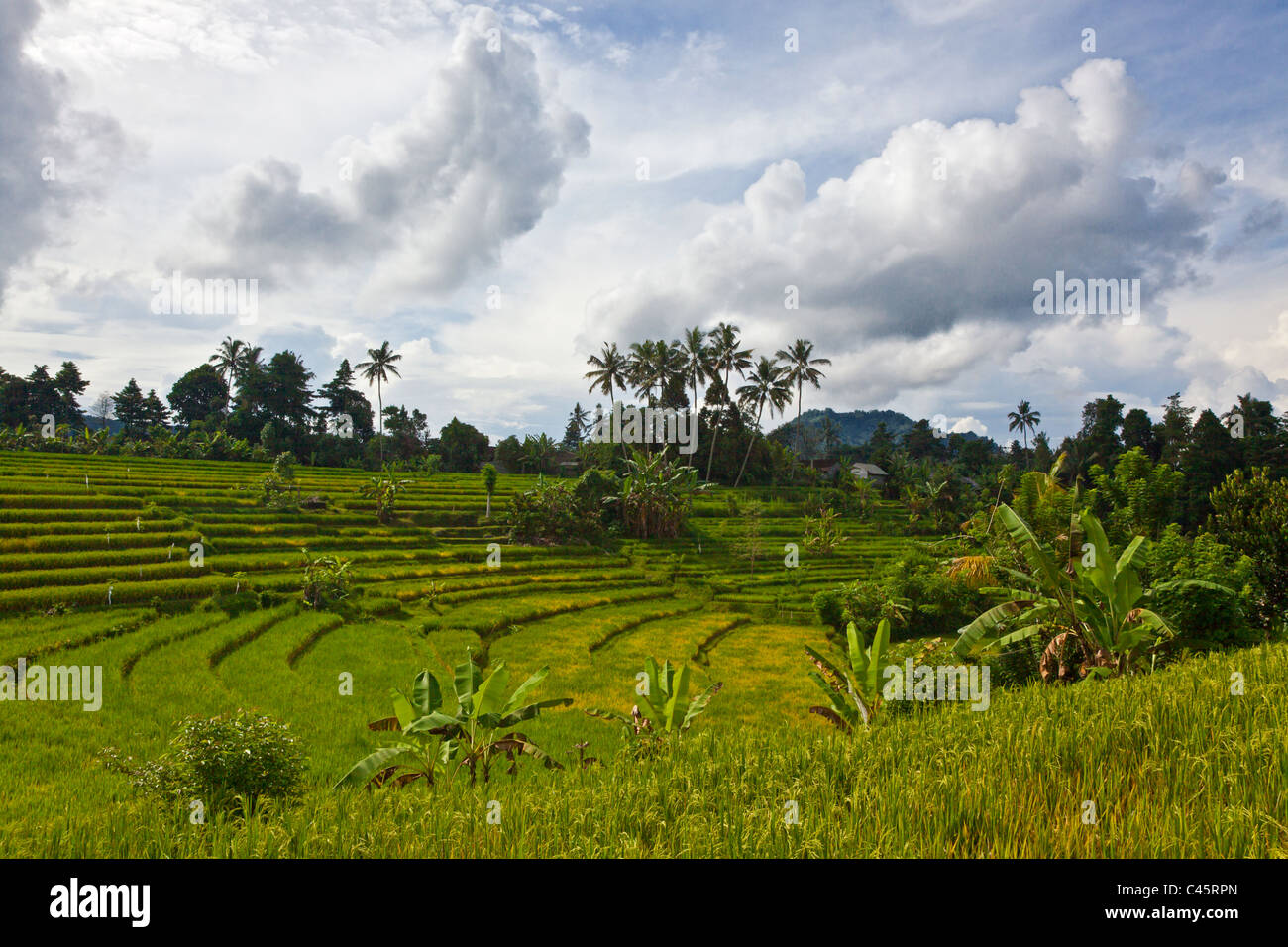 RICE TERRACES, COCONUT PALMS and BANANA PLANTS grow along SIDEMAN ROAD ...
