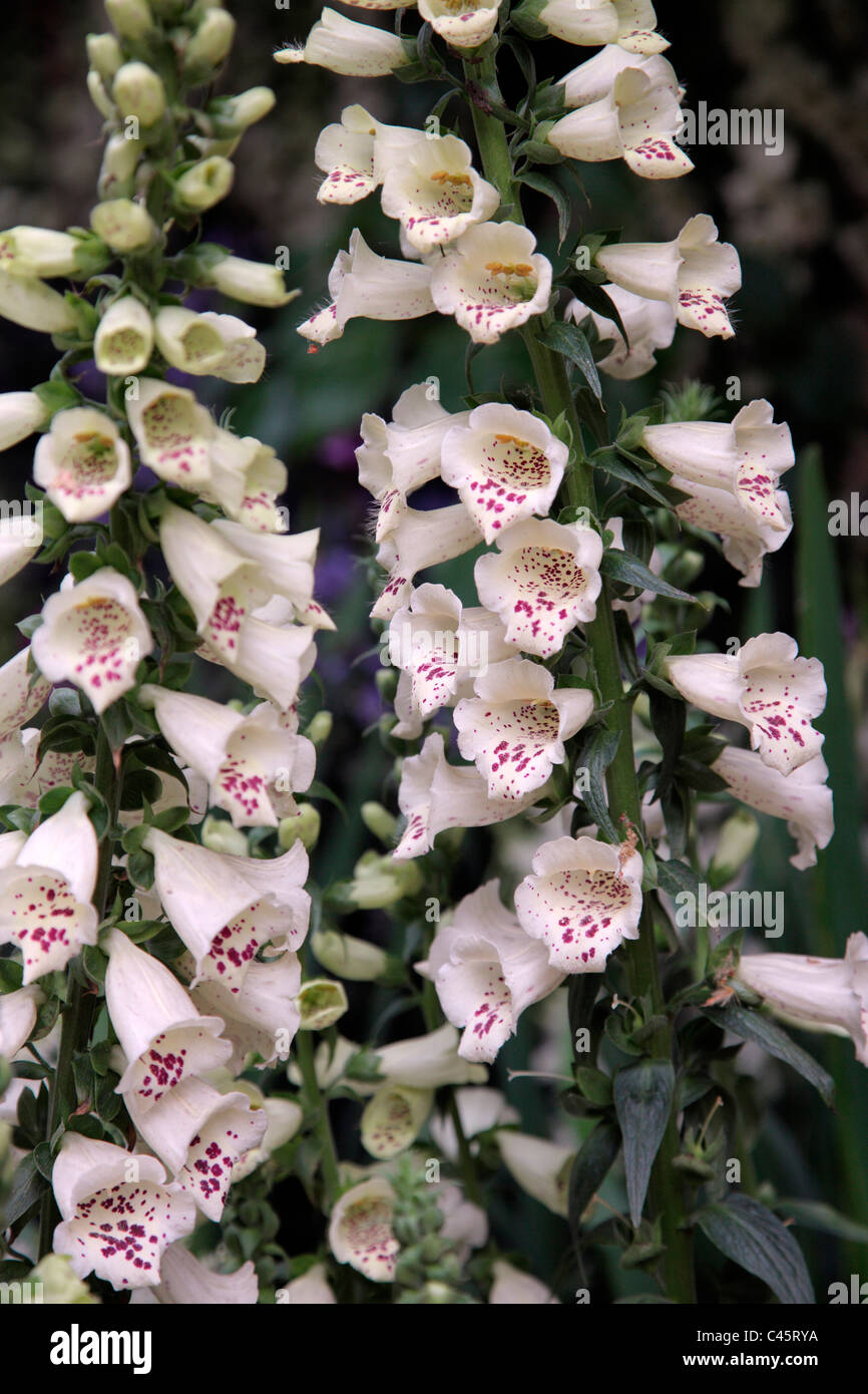 Digitalis Camelot Cream High Resolution Stock Photography and Images ...