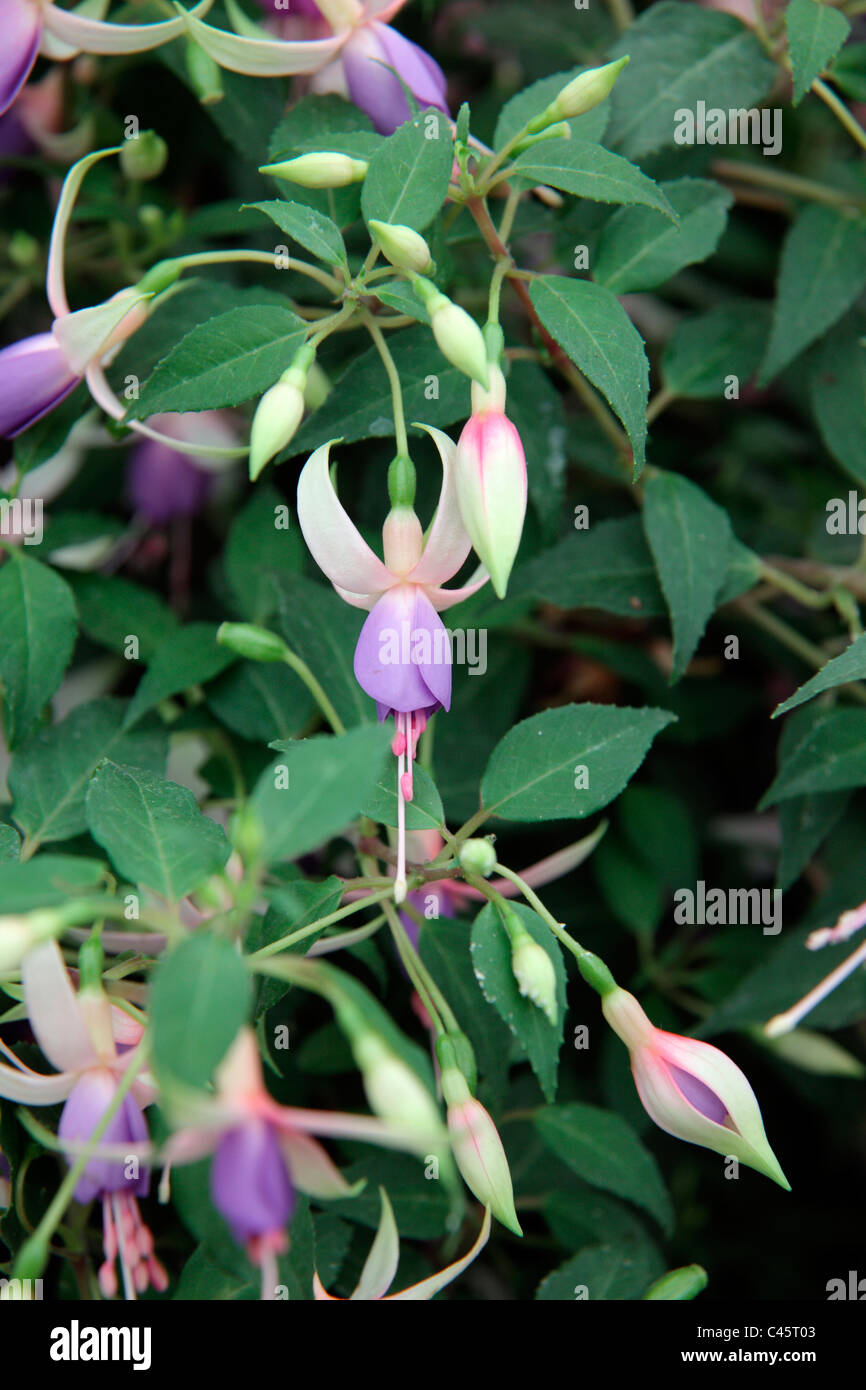 Fuchsia 'Sophie Louise' RHS Chelsea Flower Show 2011 Stock Photo - Alamy
