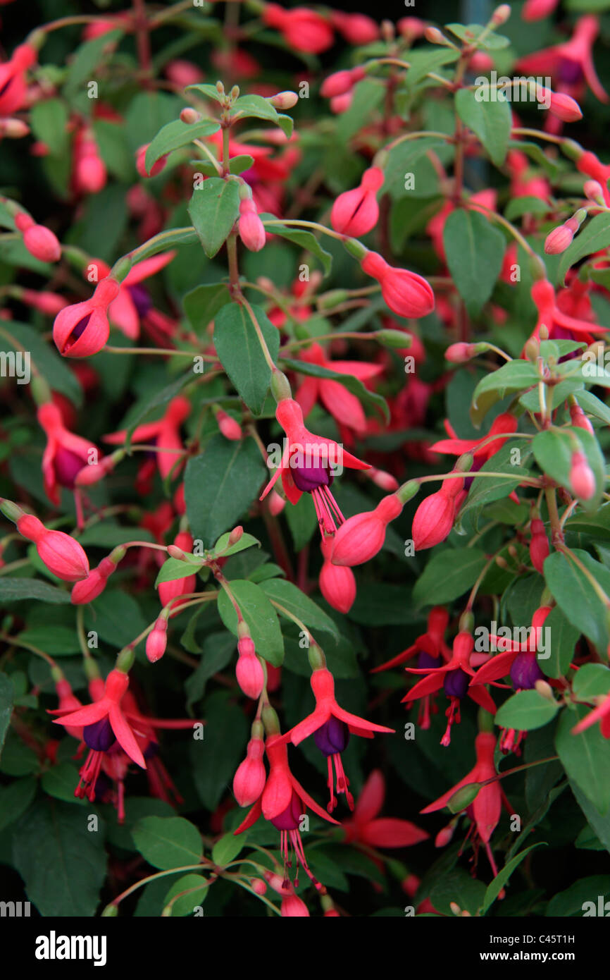Fuchsia 'Happy' RHS Chelsea Flower Show 2011 Stock Photo - Alamy