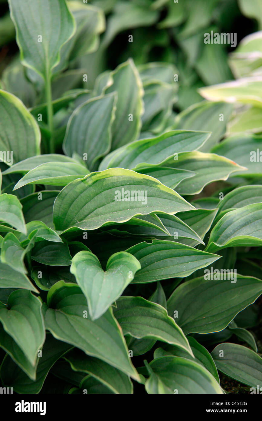Hosta 'Lemon Delight' RHS Chelsea Flower Show 2011 Stock Photo - Alamy