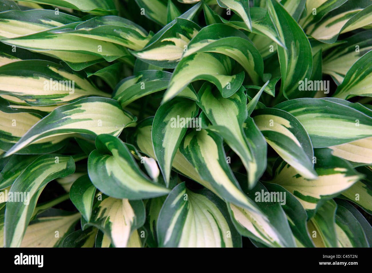 Green and cream hosta hi-res stock photography and images - Alamy