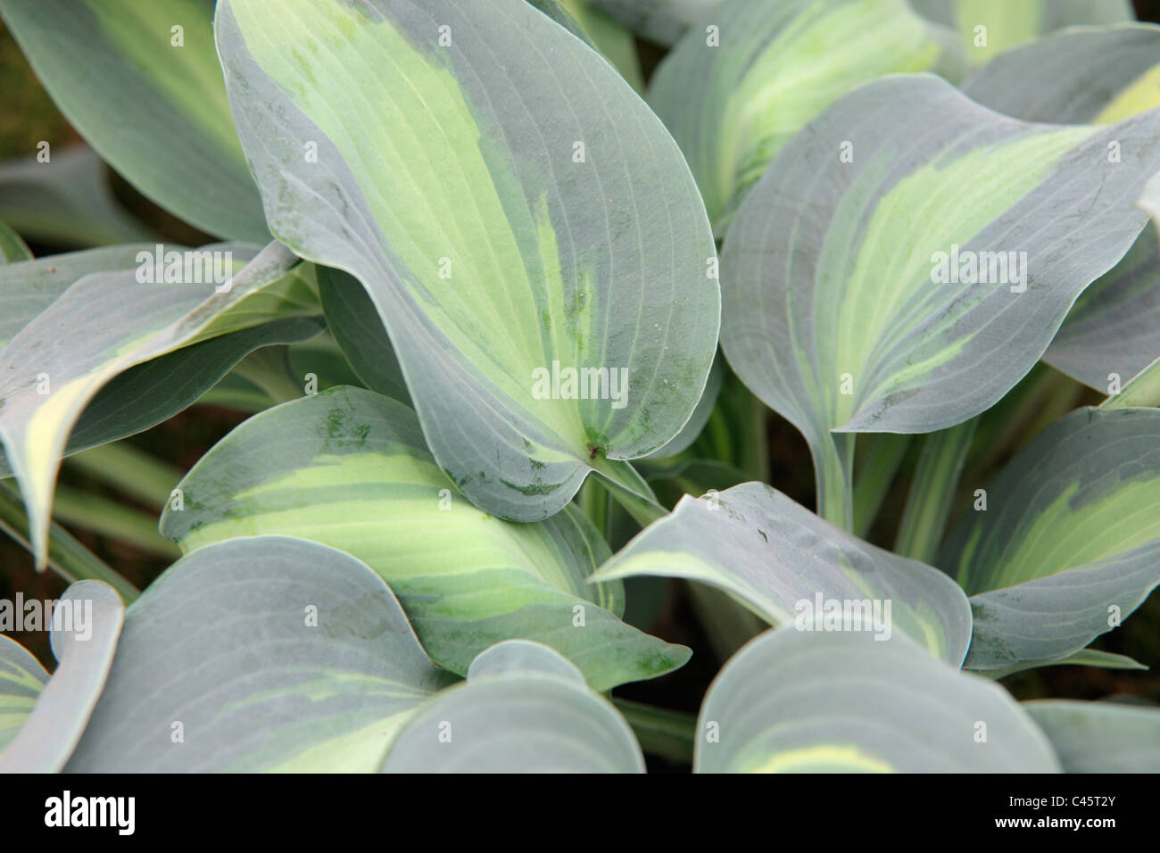Hosta 'Catherine' RHS Chelsea Flower Show 2011 Stock Photo - Alamy
