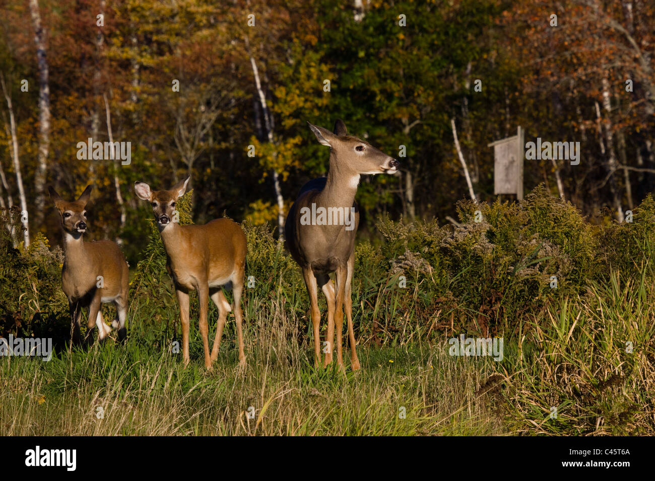 Whitetail deer whitetail deer yearling whitetail doe doe hi-res stock ...