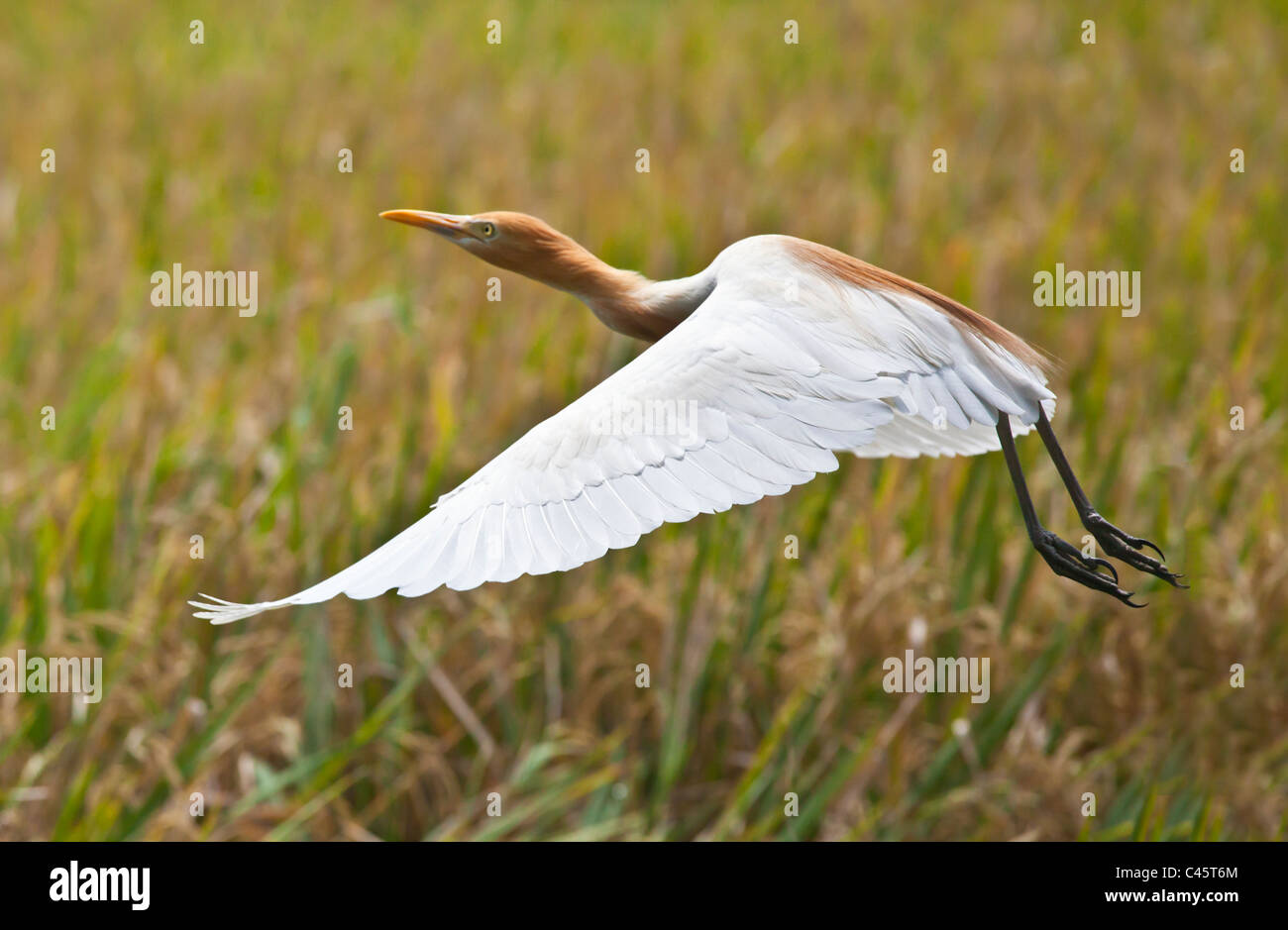 A CATTLE EGRET (Bubulcus ibis) in flight at PETULU where many of the ...