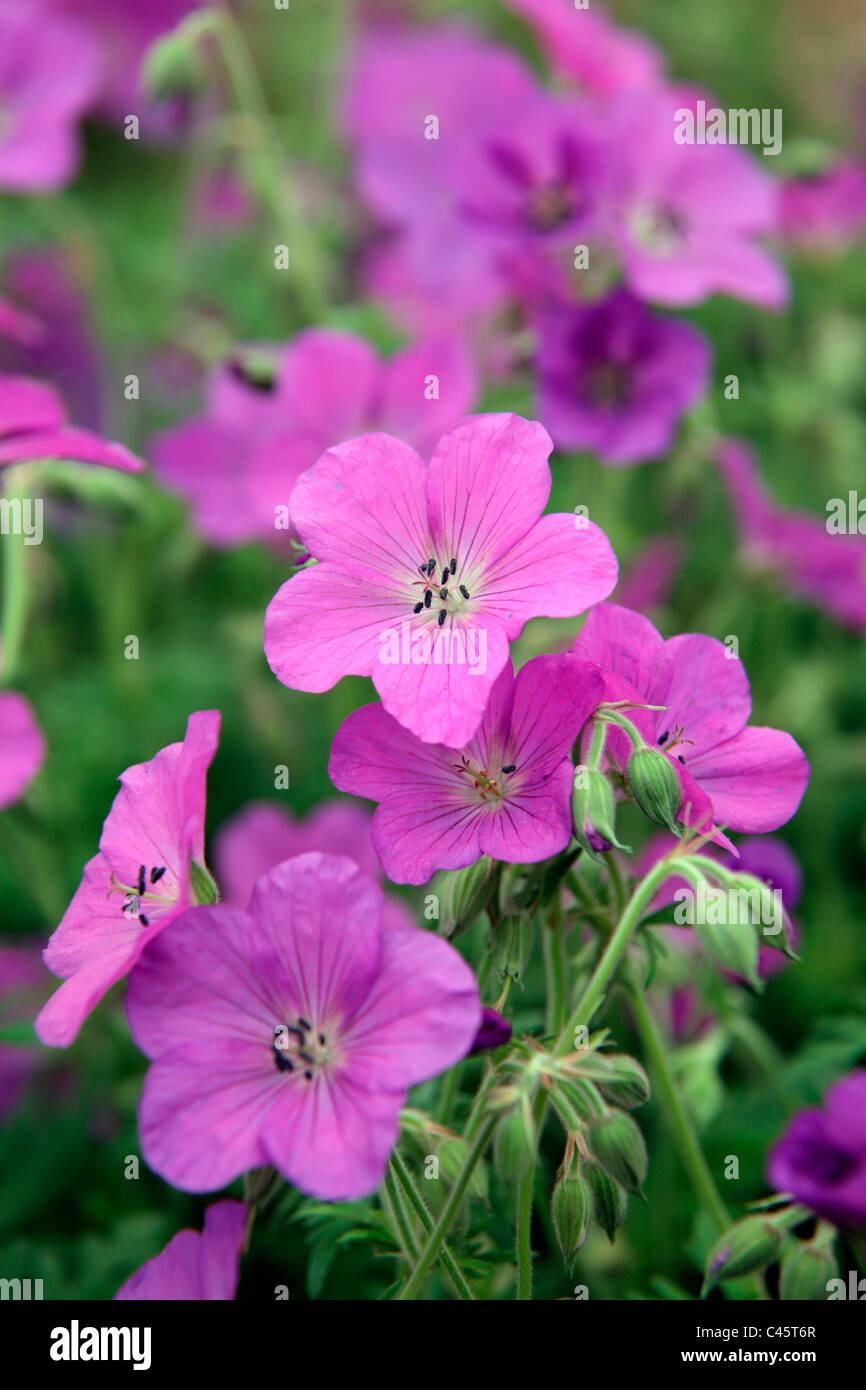 Perennial cranesbill hi-res stock photography and images - Alamy