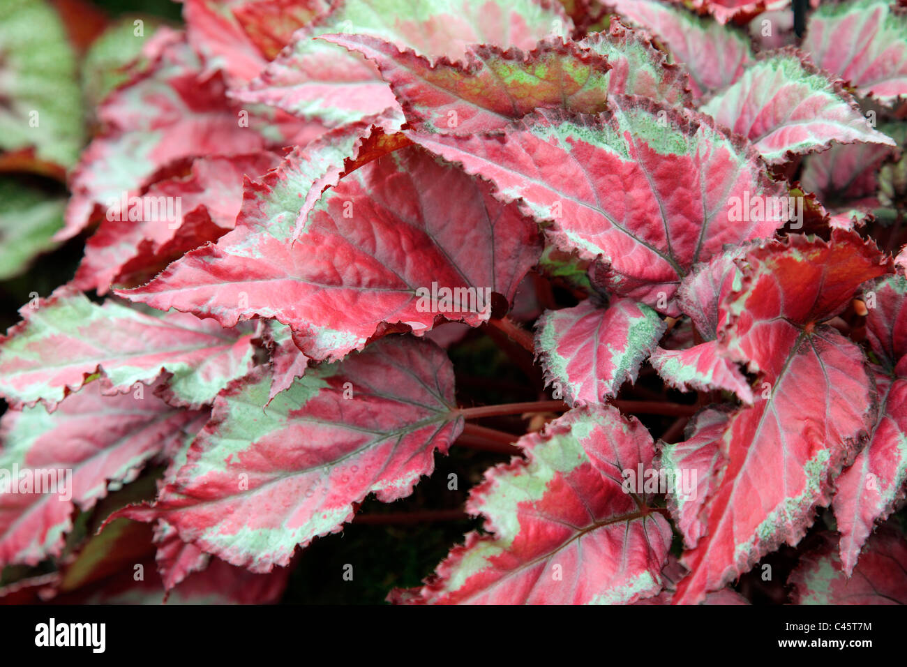 Silver spitfire hi-res stock photography and images - Alamy