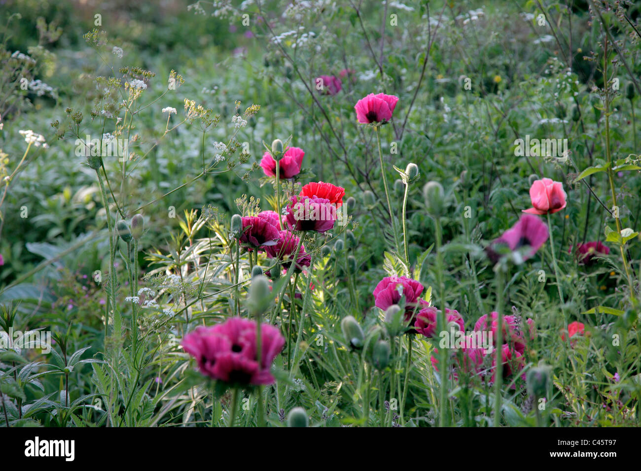 Very perry purple hi-res stock photography and images - Alamy