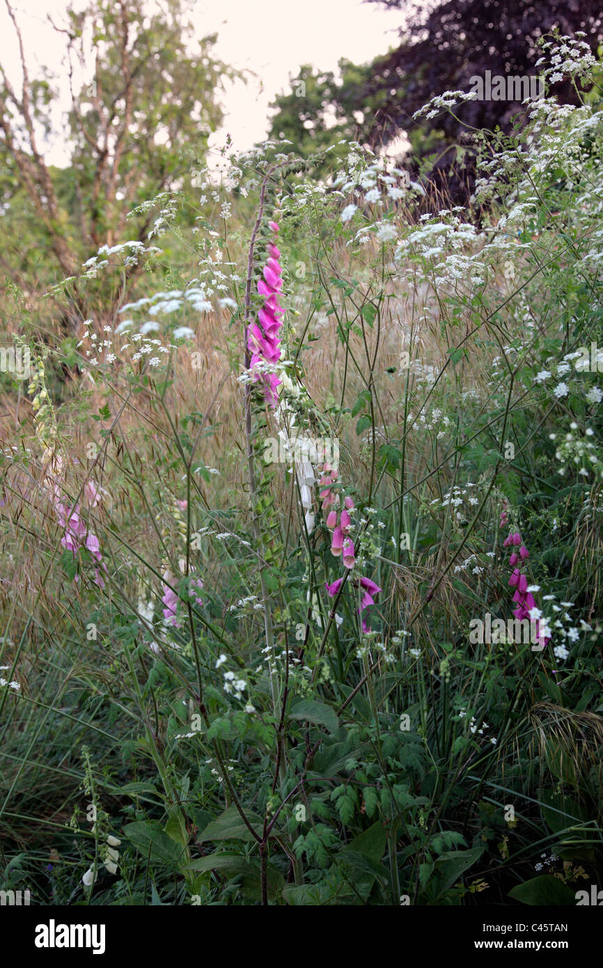 Foxglove seedlings hi-res stock photography and images - Alamy