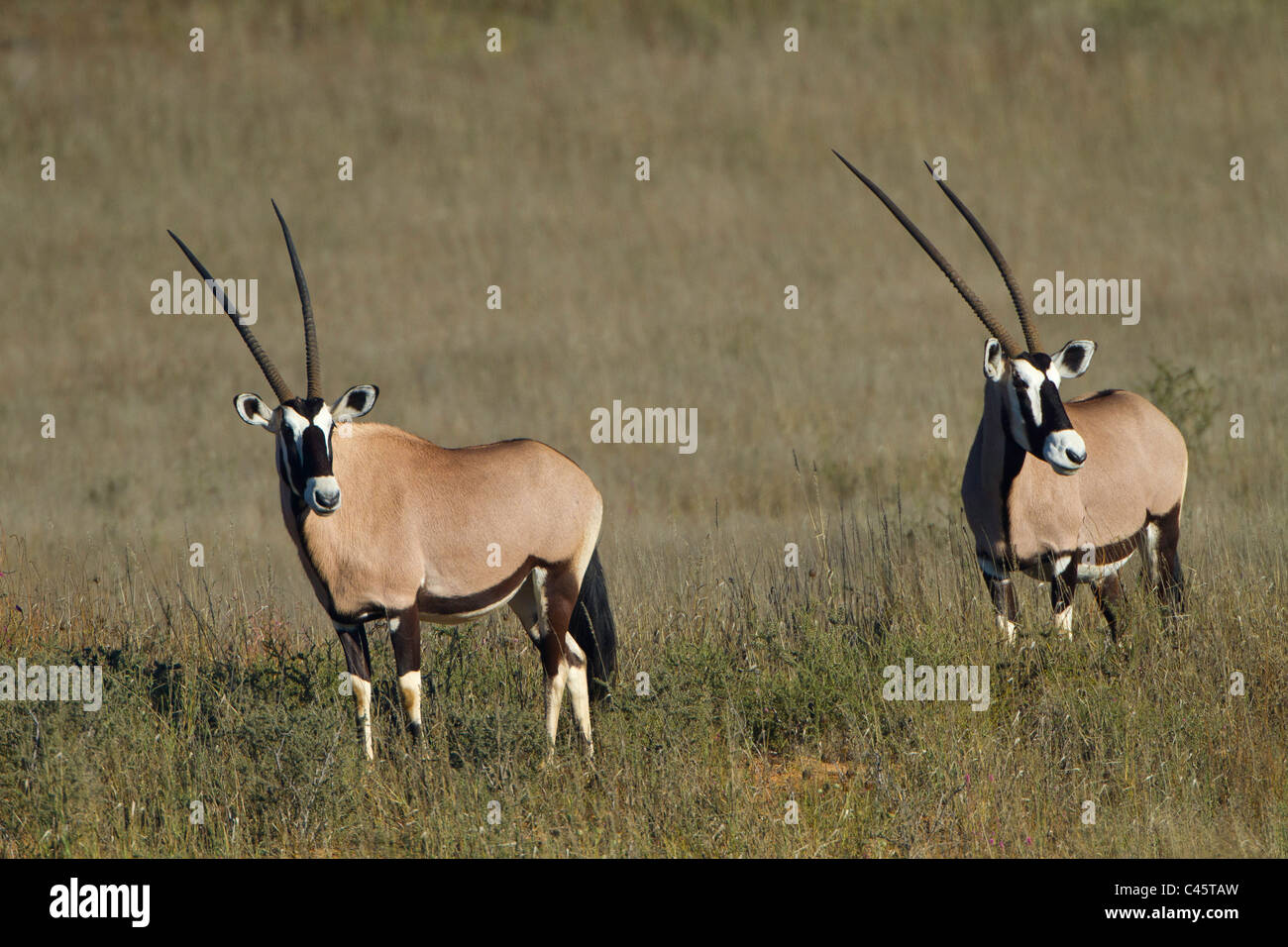 Antelope duo hi-res stock photography and images - Alamy