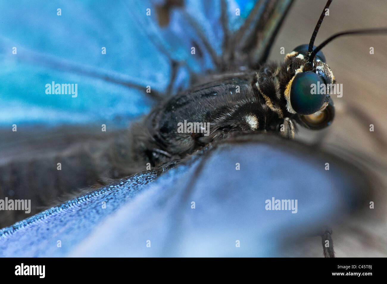Butterfly body structure hi-res stock photography and images - Alamy