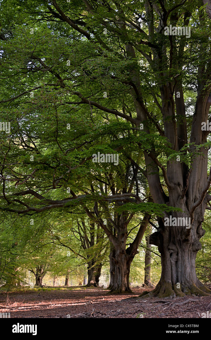 Beech tree pollards savernake forest hi-res stock photography and ...