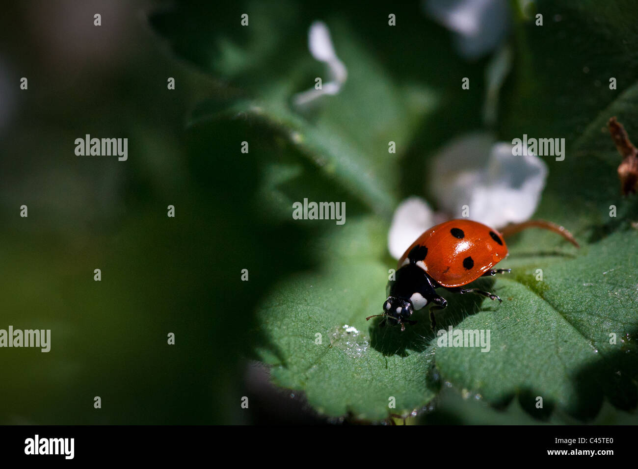 Coccinella septempunctata Ladybird / Ladybug, also known as the "seven ...