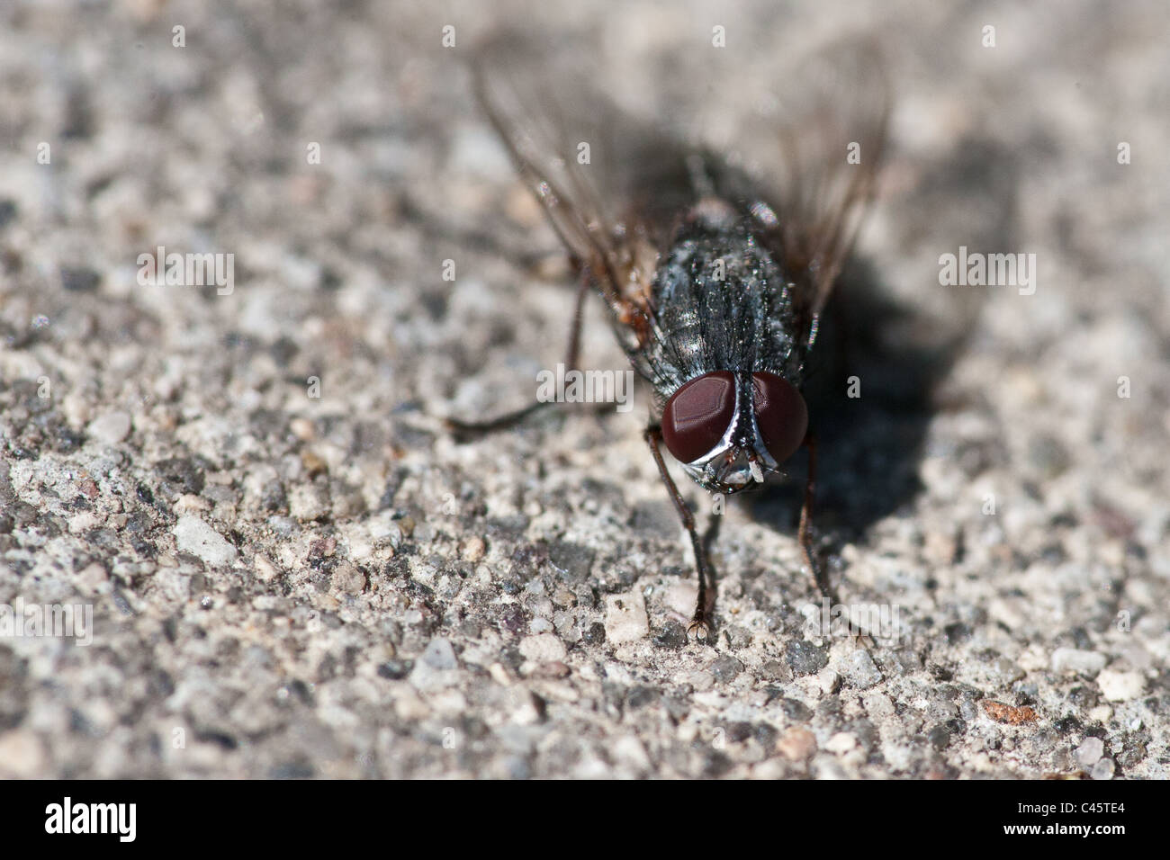 Common Housefly, Musca domestica Stock Photo - Alamy