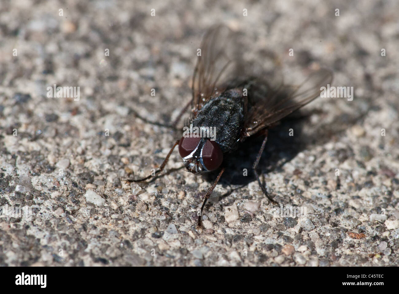 Common Housefly, Musca domestica Stock Photo - Alamy