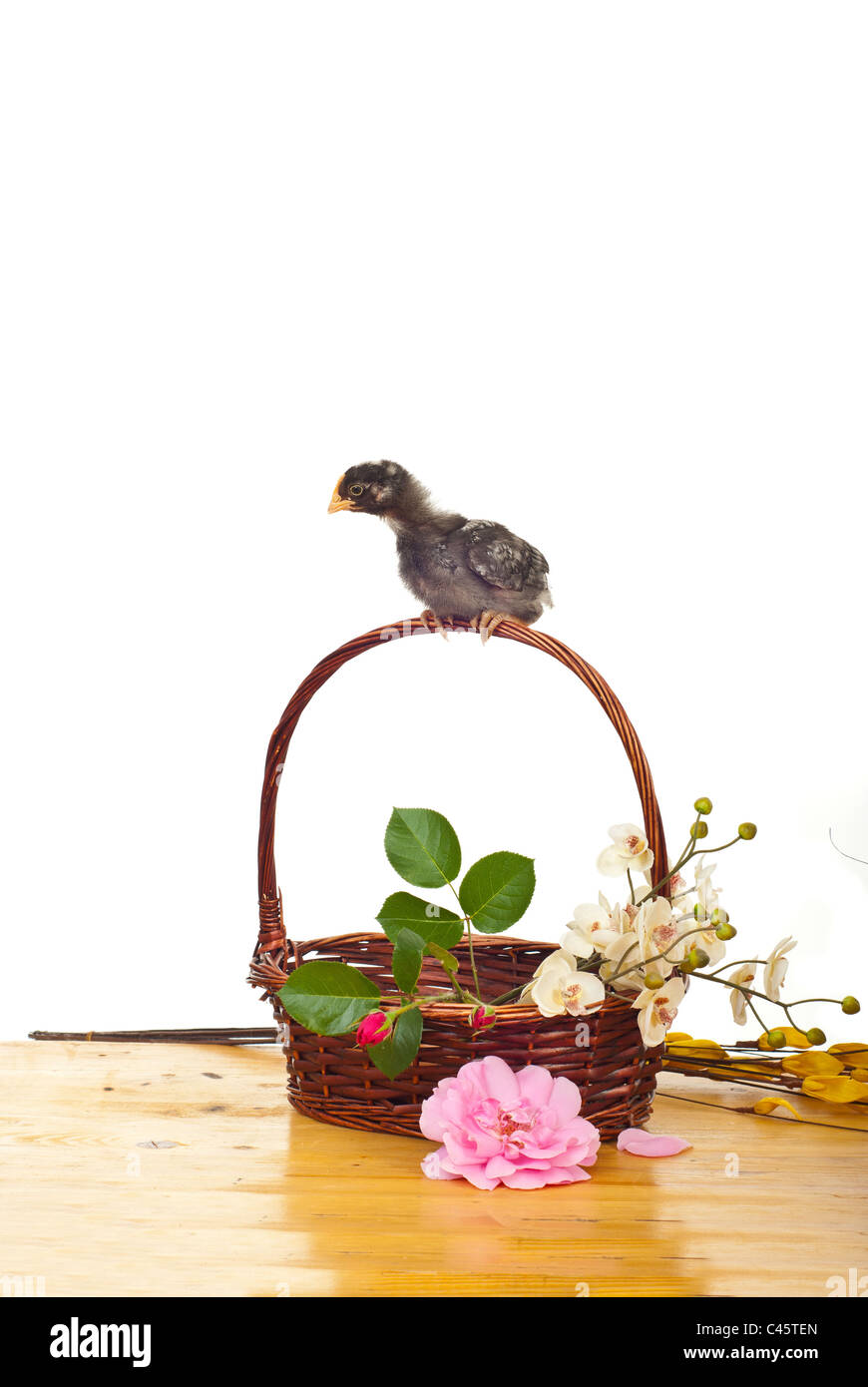 Little fluffy rooster sitting on basket handle with flowers over white ...