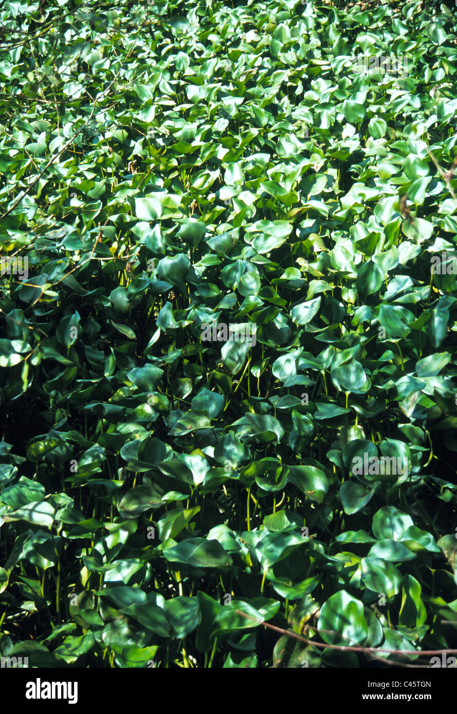 Water hyacinth, Mekong Delta, Vietnam Stock Photo - Alamy
