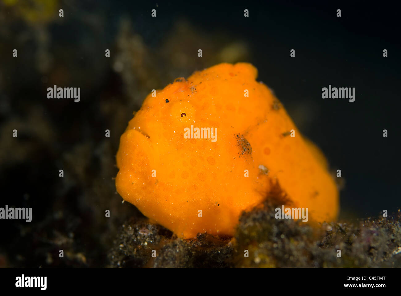 Blob fish hi-res stock photography and images - Alamy