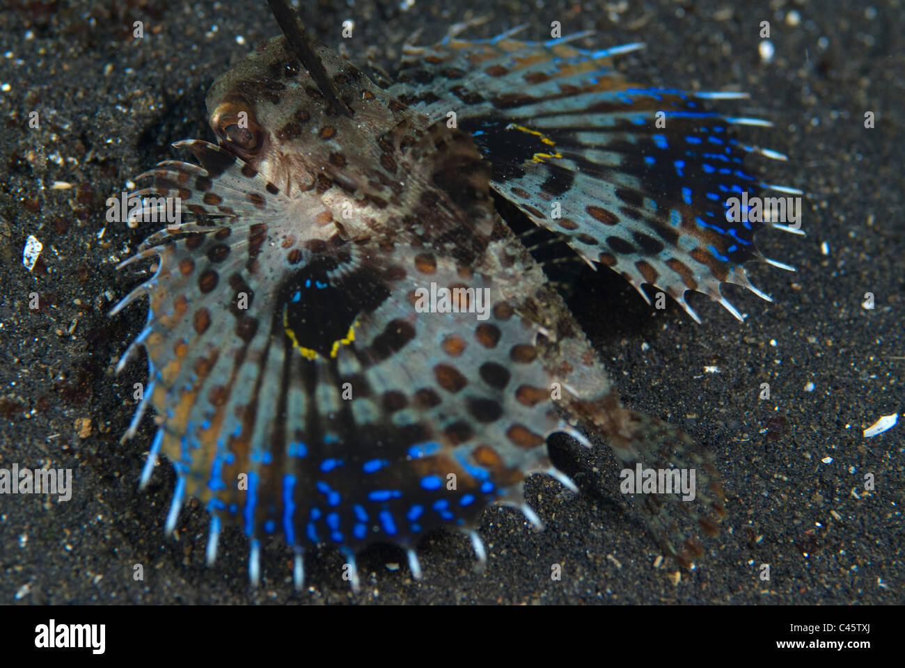 Juvenile Flying Gurnard, Dactyloptena orientalis, displaying fins, KBR ...