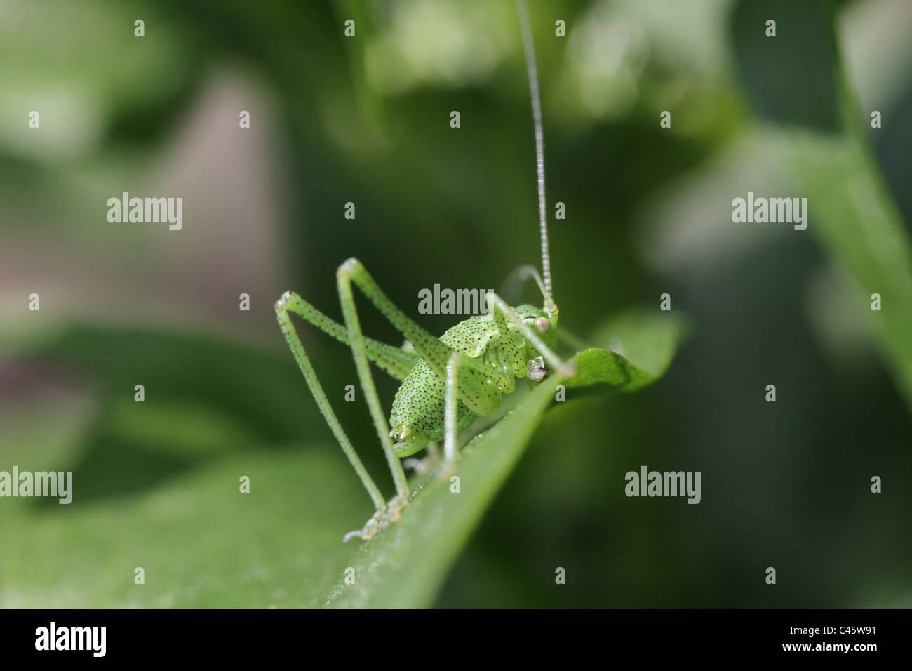 Cricket And Leaf High Resolution Stock Photography and Images - Alamy