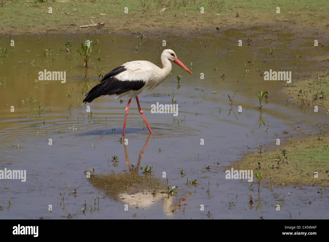White stork on water hi-res stock photography and images - Alamy