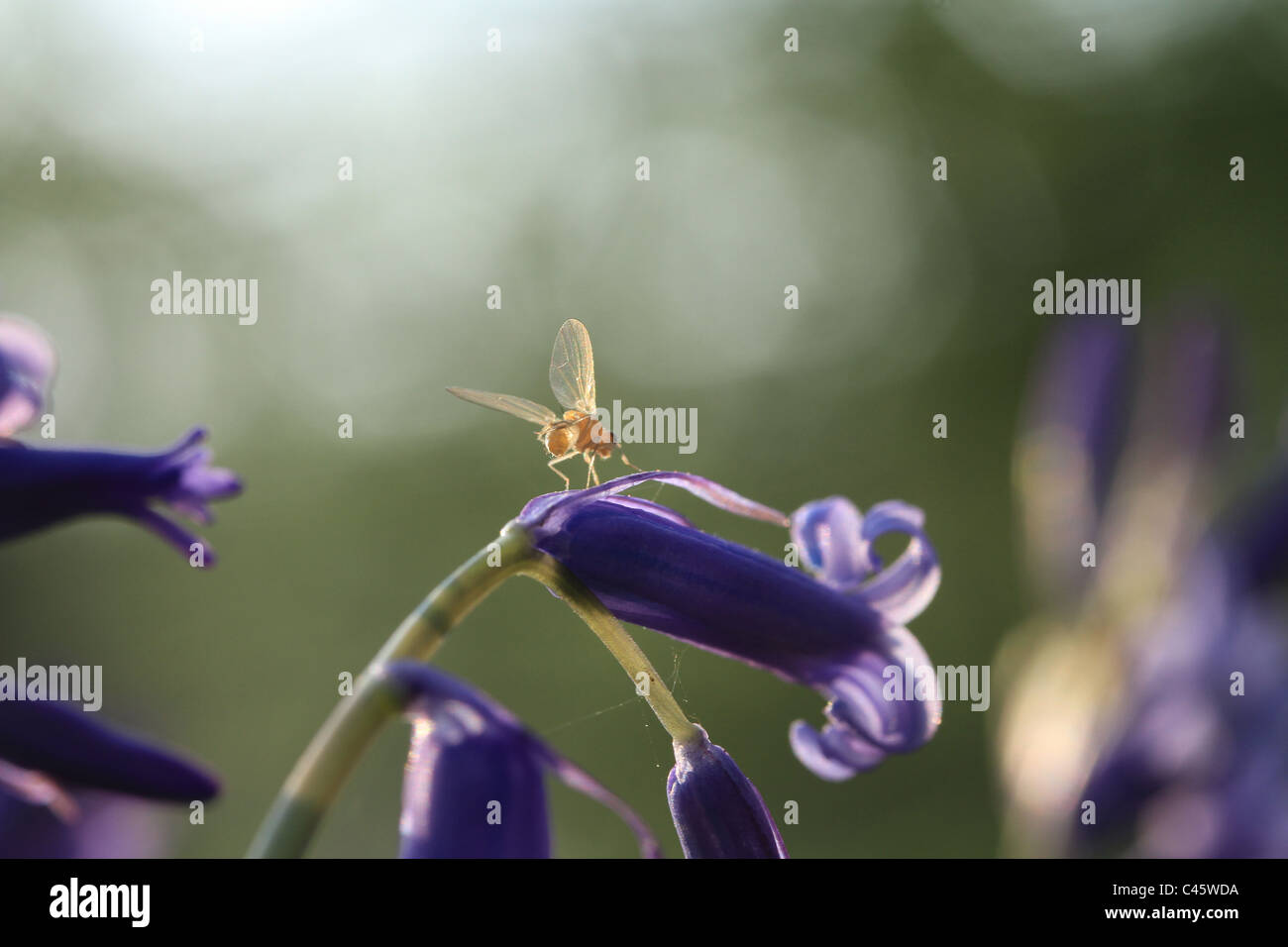 A small fly leg cleaning on a bluebell Stock Photo - Alamy