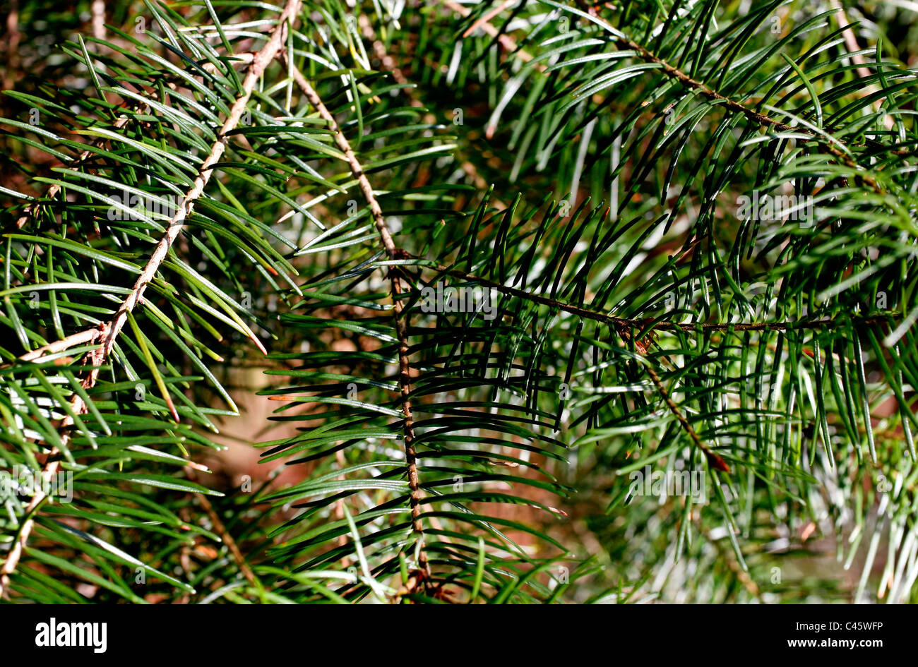 Growing a christmas tree hi-res stock photography and images - Alamy