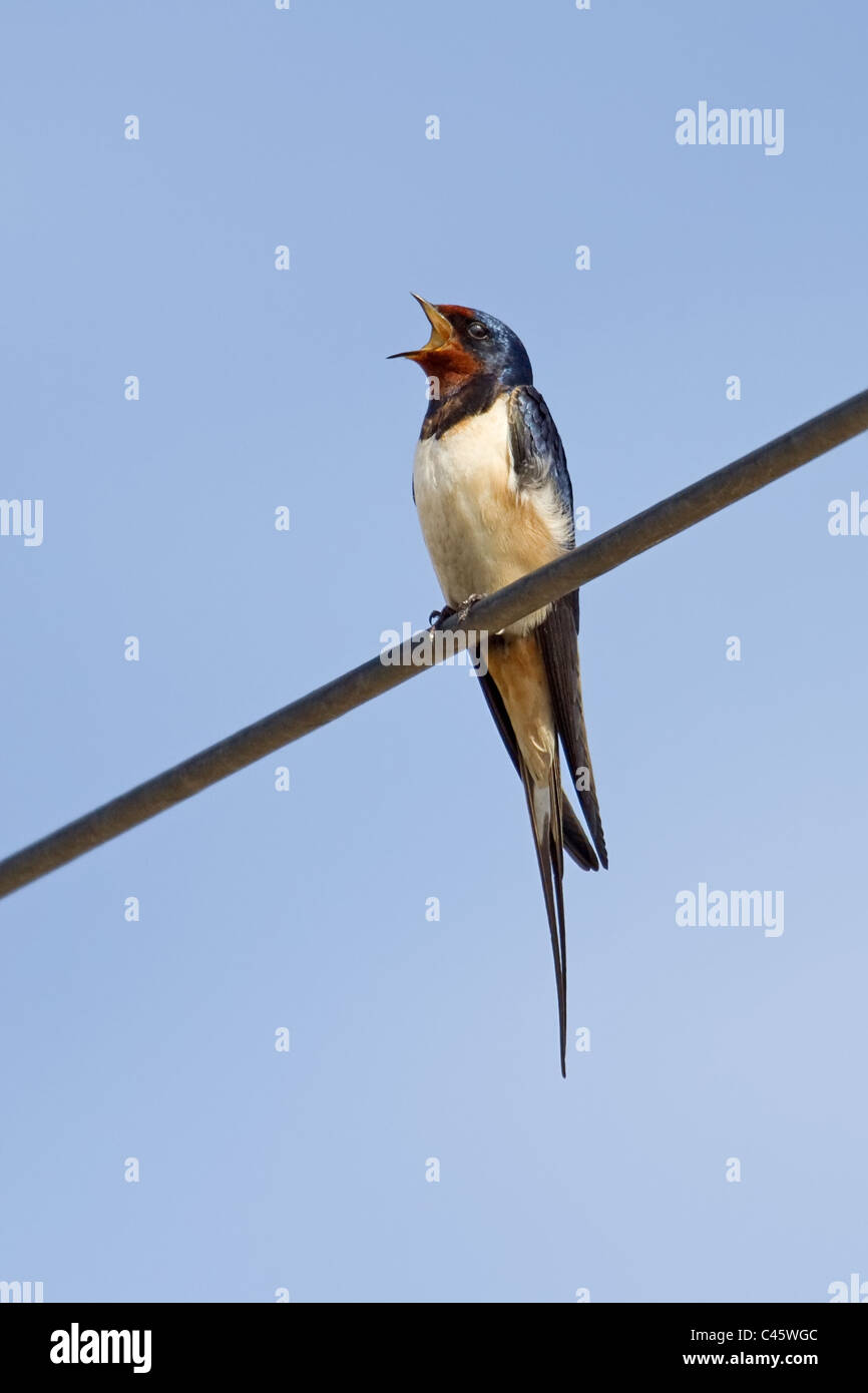 A Barn Swallow (Hirundo rustica) singing on a cable Stock Photo - Alamy