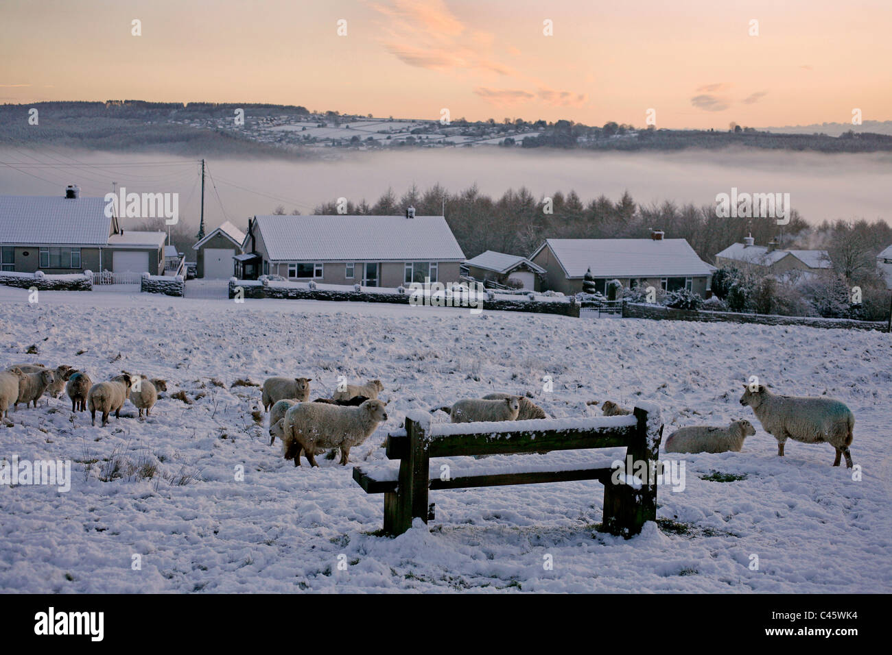 Snowy UK countryside scene with sheep Stock Photo - Alamy