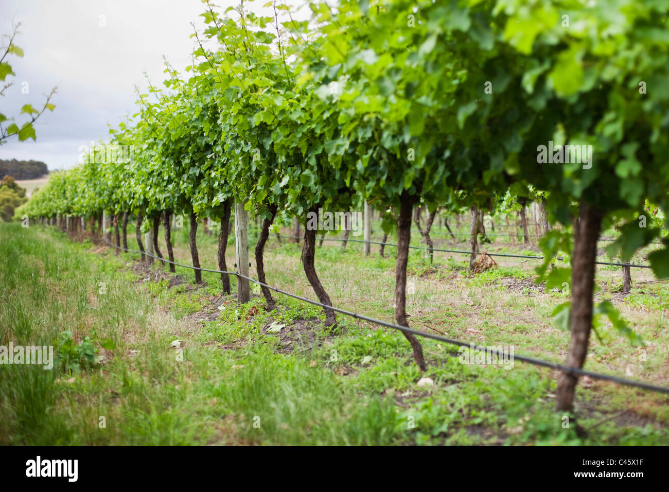 Vineyard in the Denmark wine region. Denmark, Western Australia ...