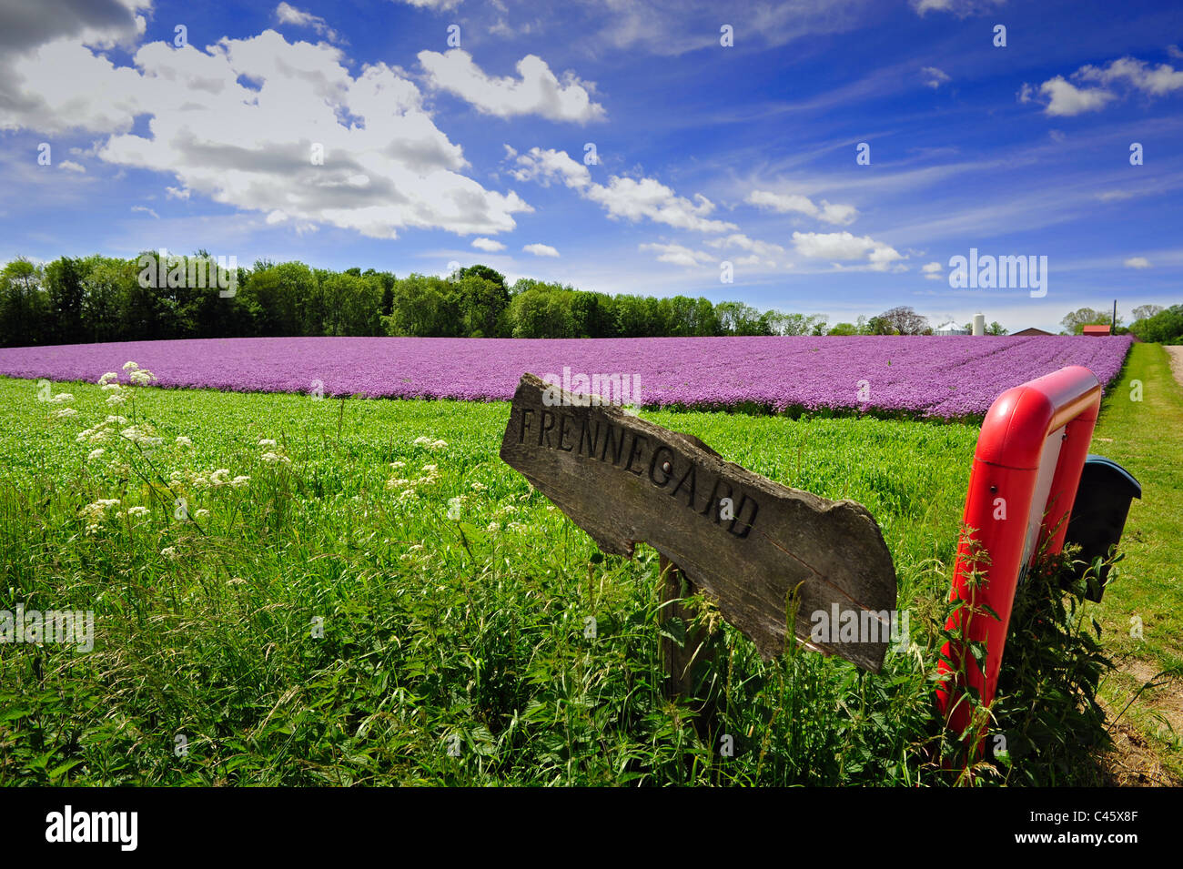 Chive Field High Resolution Stock Photography and Images - Alamy