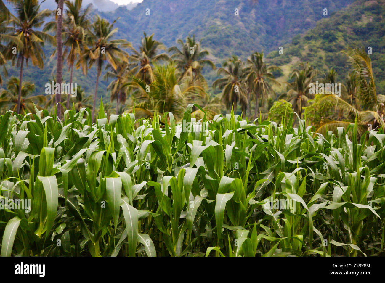 Palm trees in bali High Resolution Stock Photography and Images - Alamy