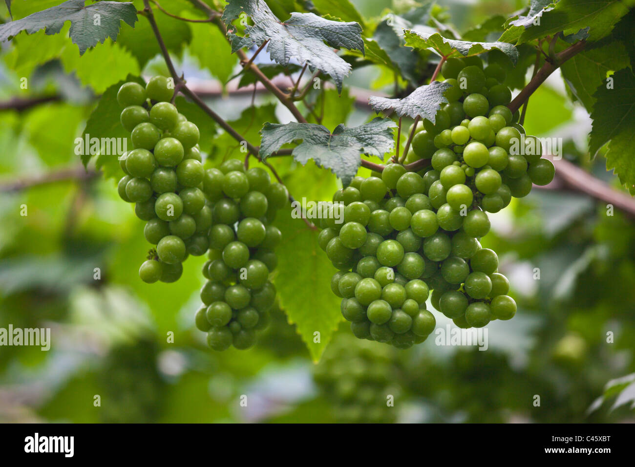 GRAPES grow in a rich agriculture valley near PEMUTERAN - BALI ...