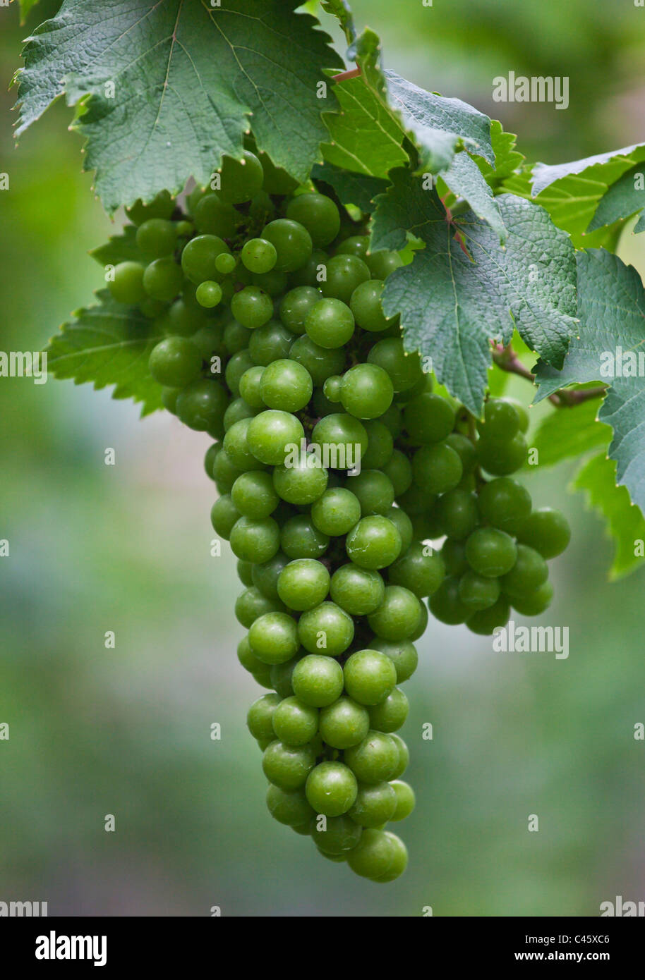 GRAPES grow in a rich agriculture valley near PEMUTERAN - BALI ...