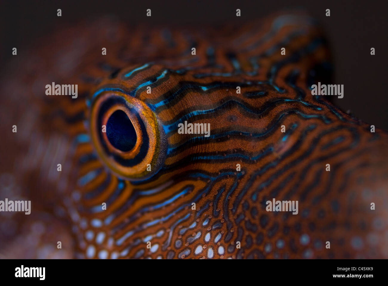Detail of Fingerprint Toby, Canthigaster compressa, KBR, Lembeh Strait ...