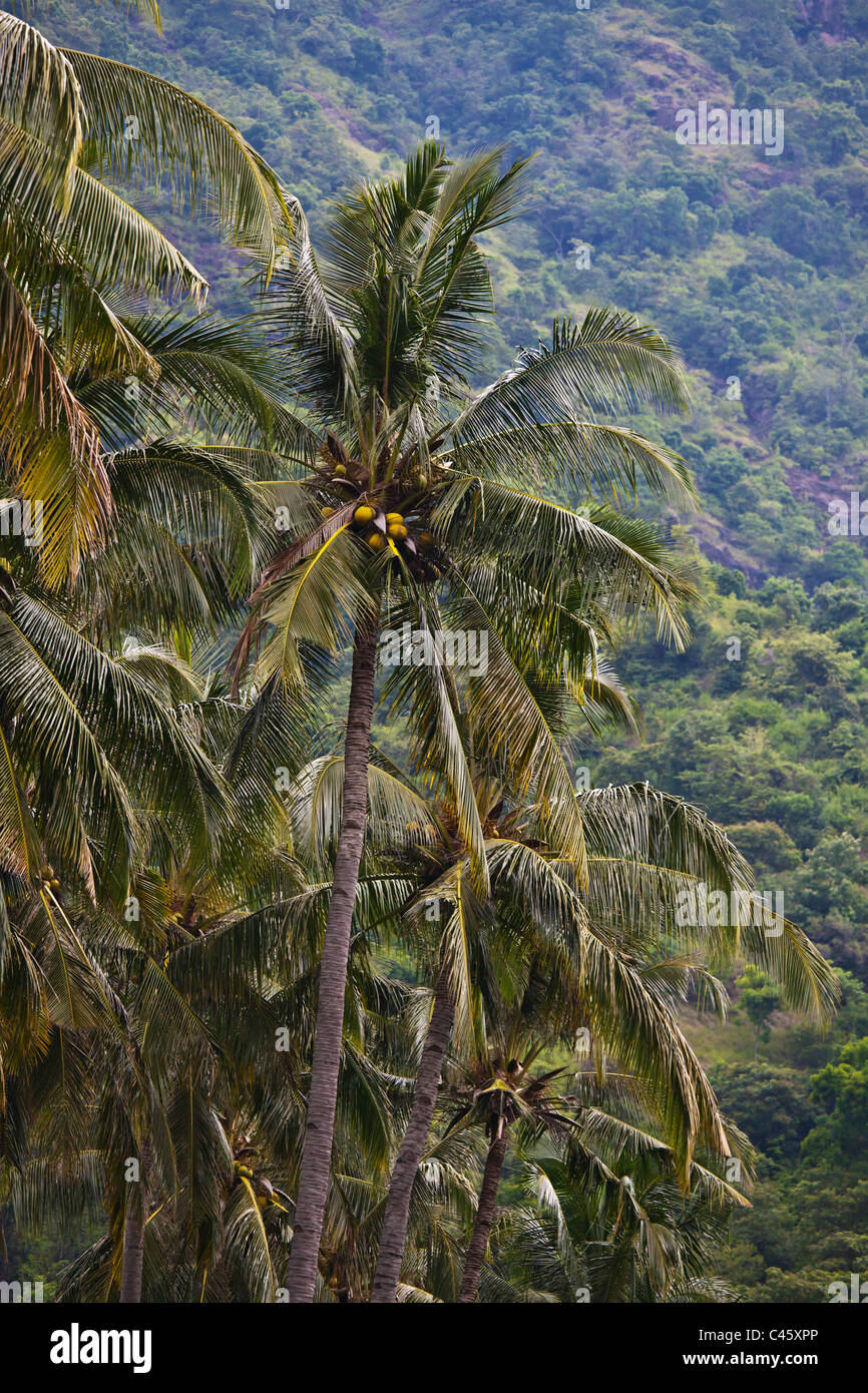 Coconut tree with land hi-res stock photography and images - Alamy