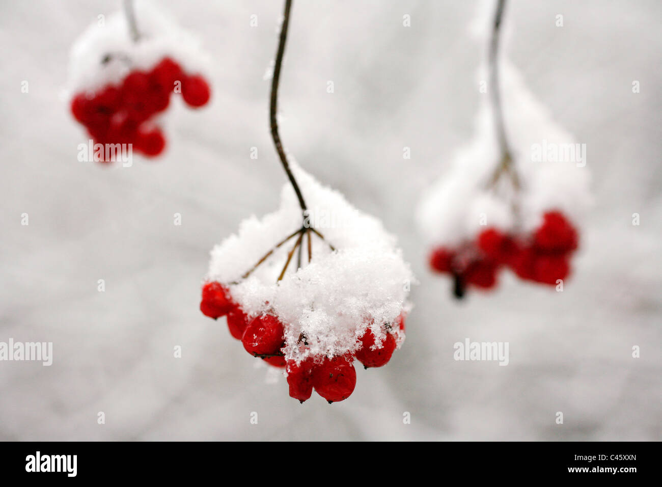 Red berries snow hi-res stock photography and images - Alamy