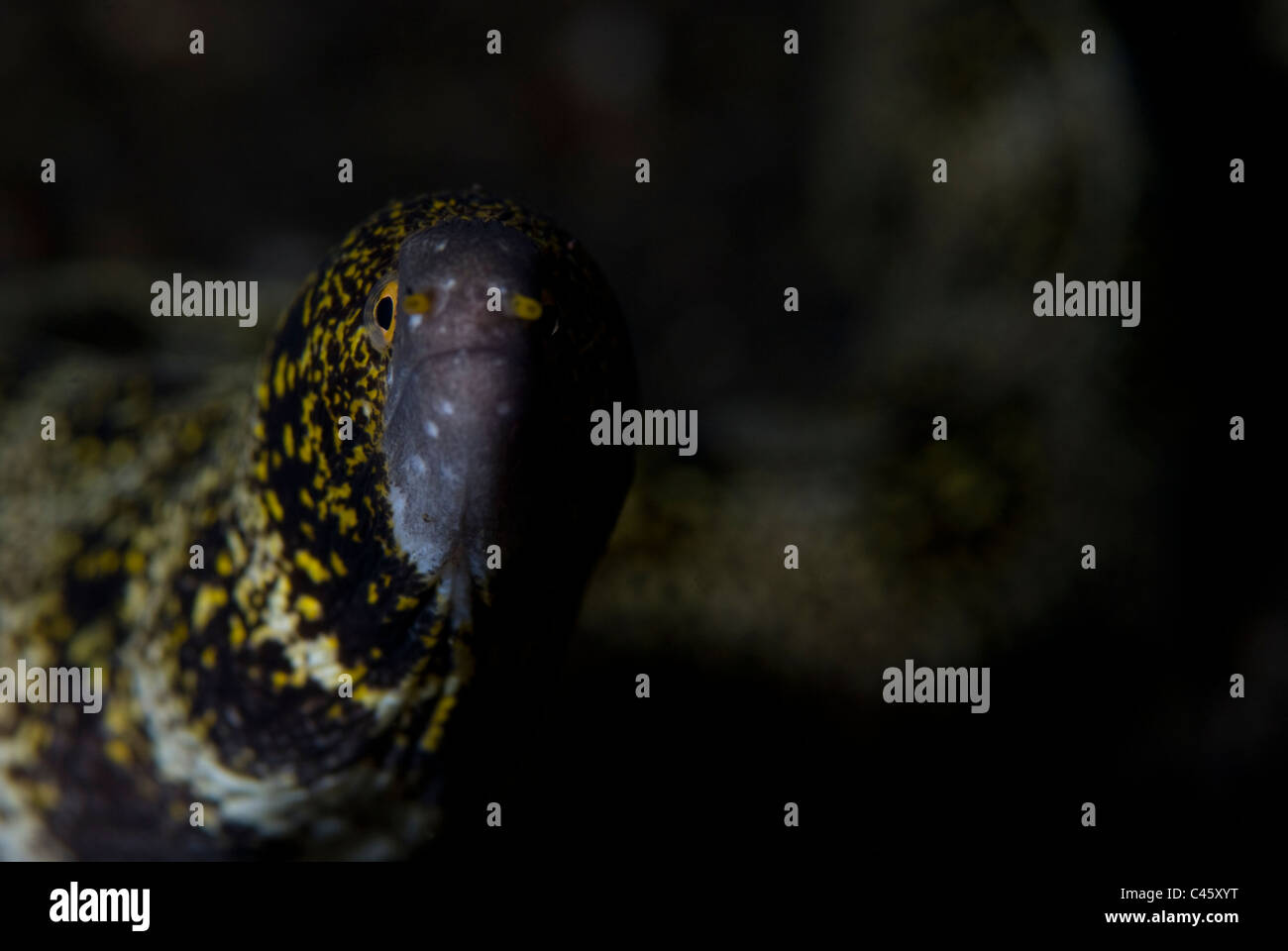 Snowflake Moray, Echidna nebulosa, hunting at night, KBR, Lembeh Strait ...