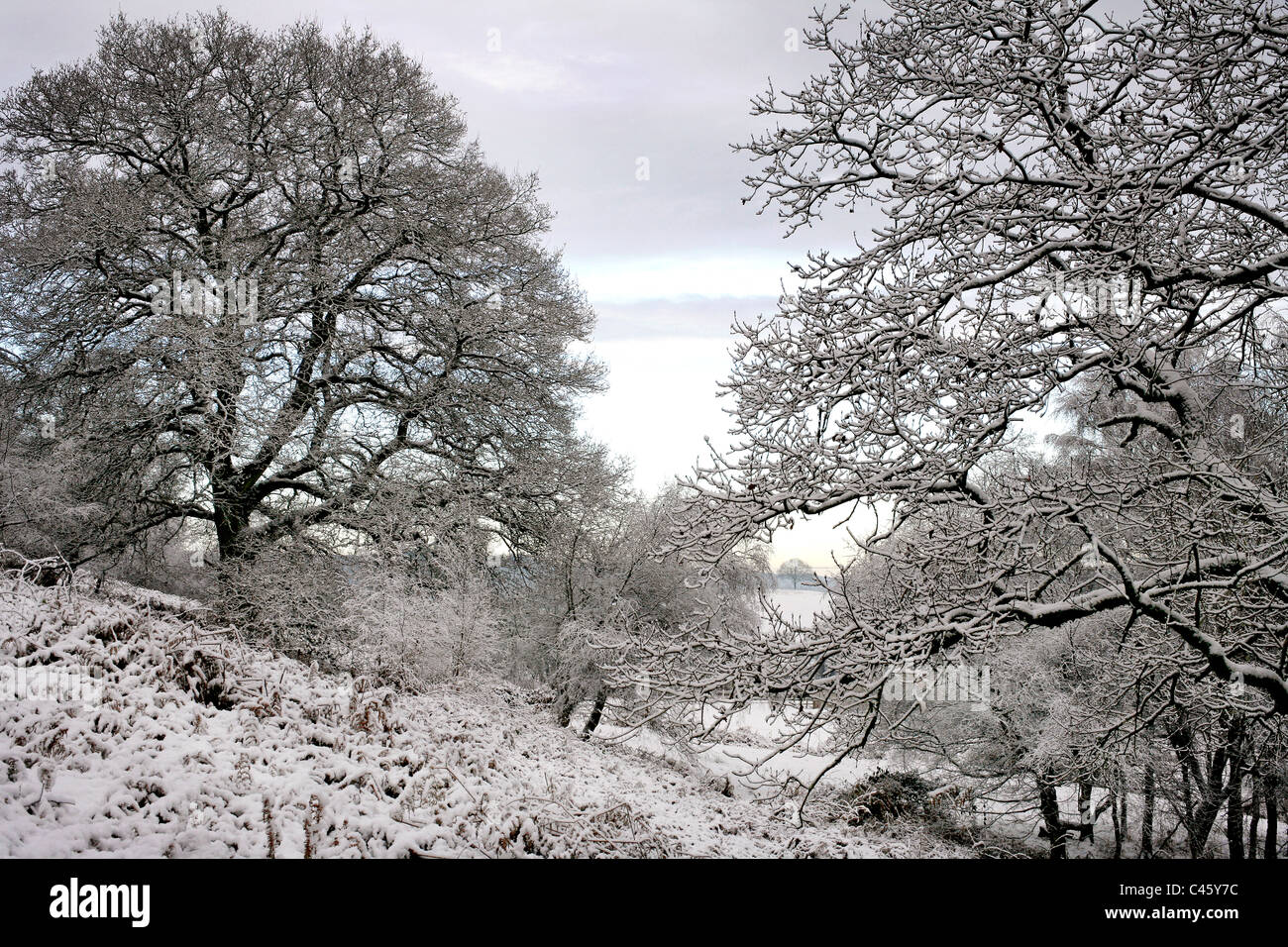 Snowy countryside scene with trees Stock Photo - Alamy