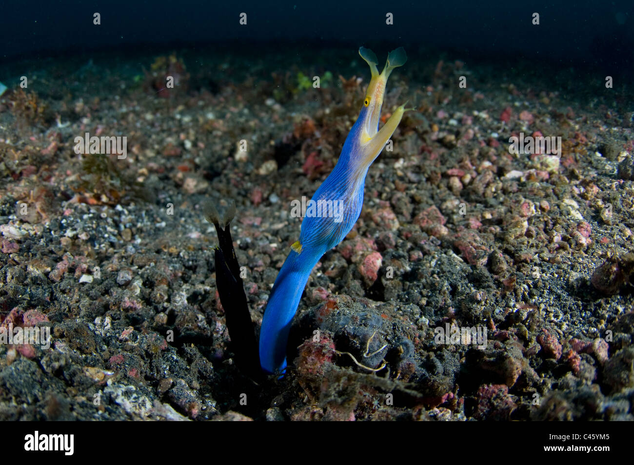 Female Blue Ribbon Eel Stock Photos & Female Blue Ribbon Eel Stock ...