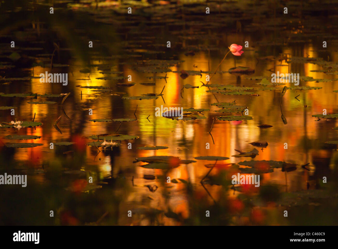 Reflection in Lotus Pond at PURA TAMAN SARASWATI known as the UBUD ...