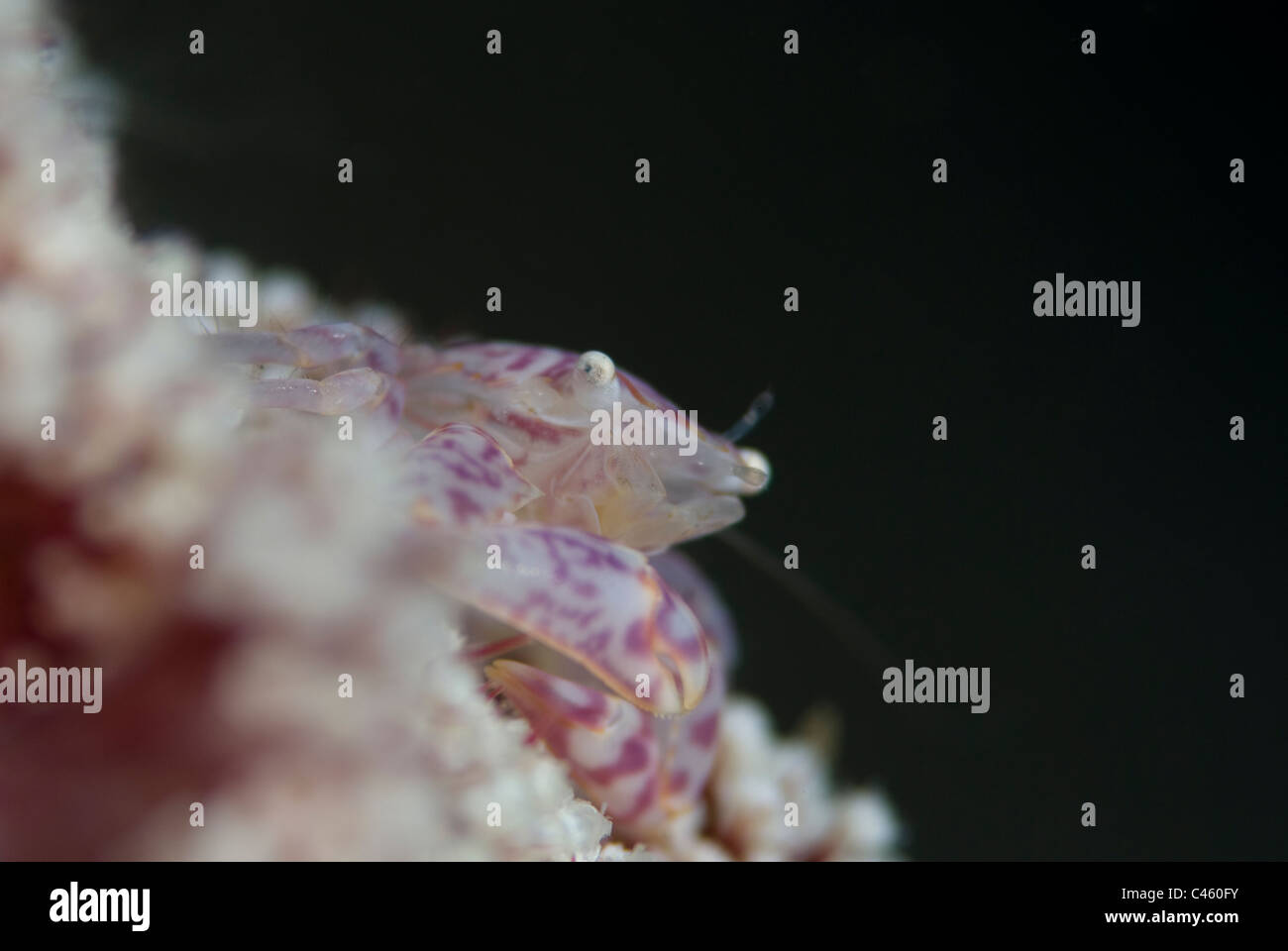 Porcellanella picta hi-res stock photography and images - Alamy