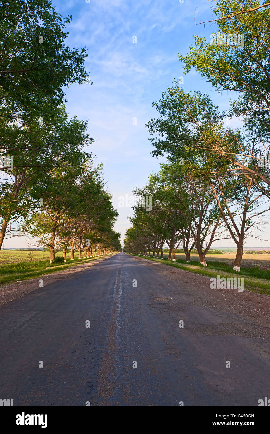 Road between trees hi-res stock photography and images - Alamy