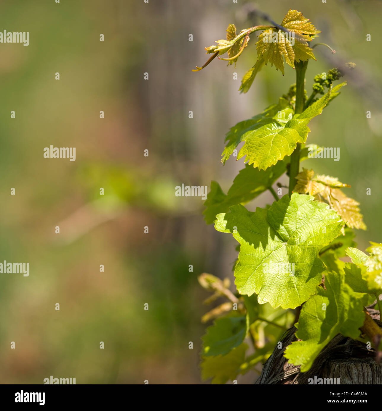 Vineyard vegetation hi-res stock photography and images - Alamy