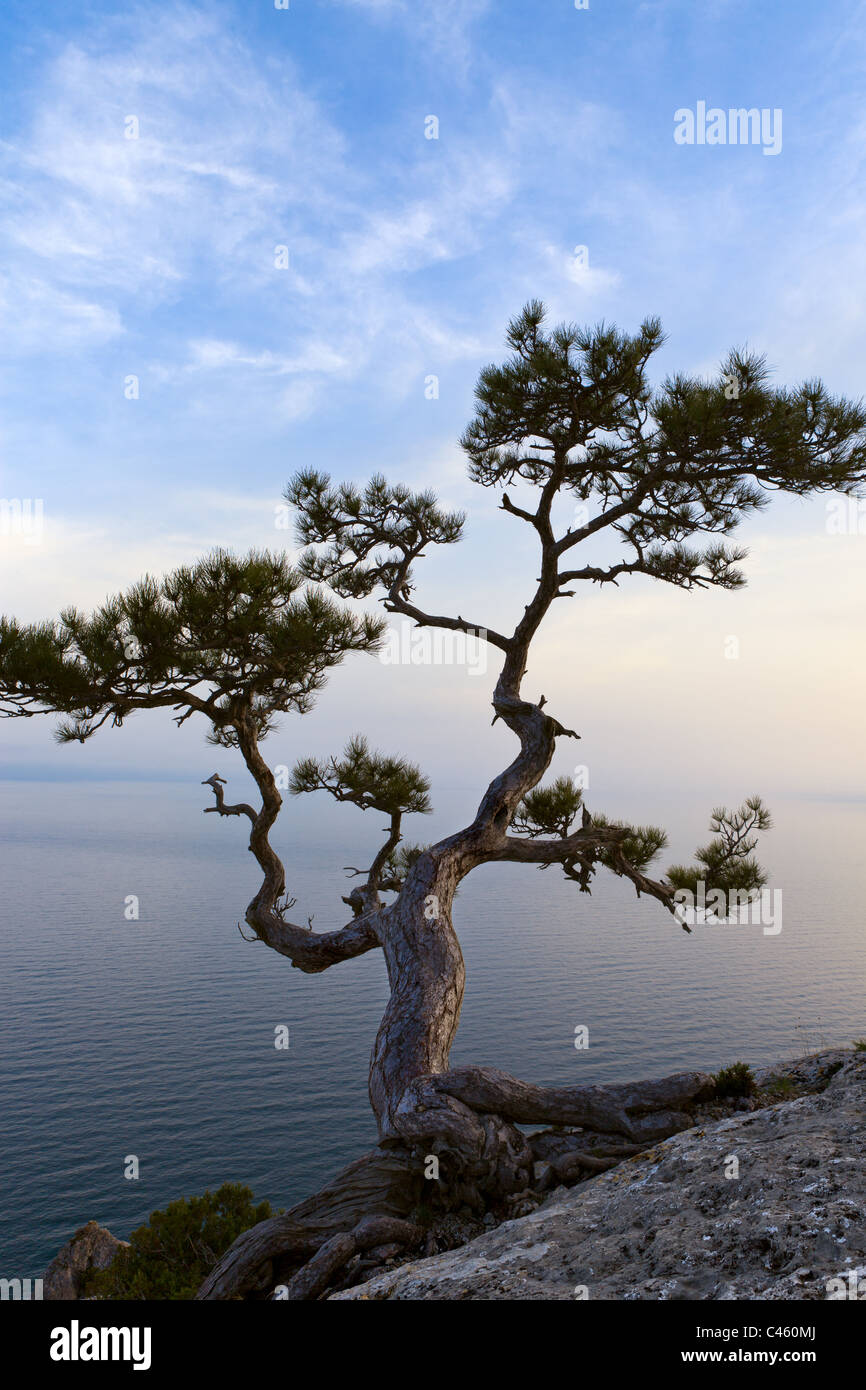 Juniper tree sunset hi-res stock photography and images - Alamy