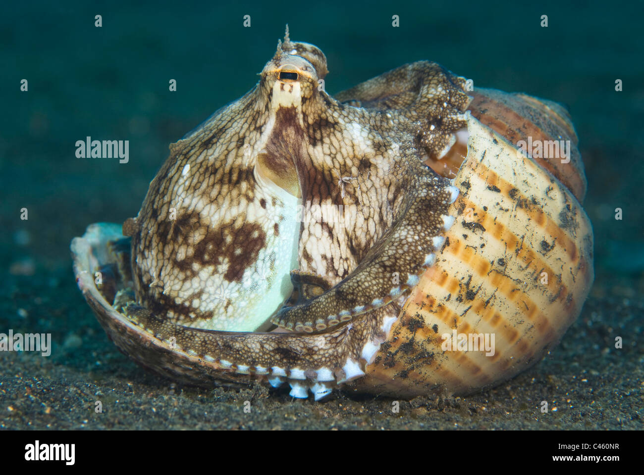 Veined Octopus, Octopus marginatus, using shell for shelter and ...